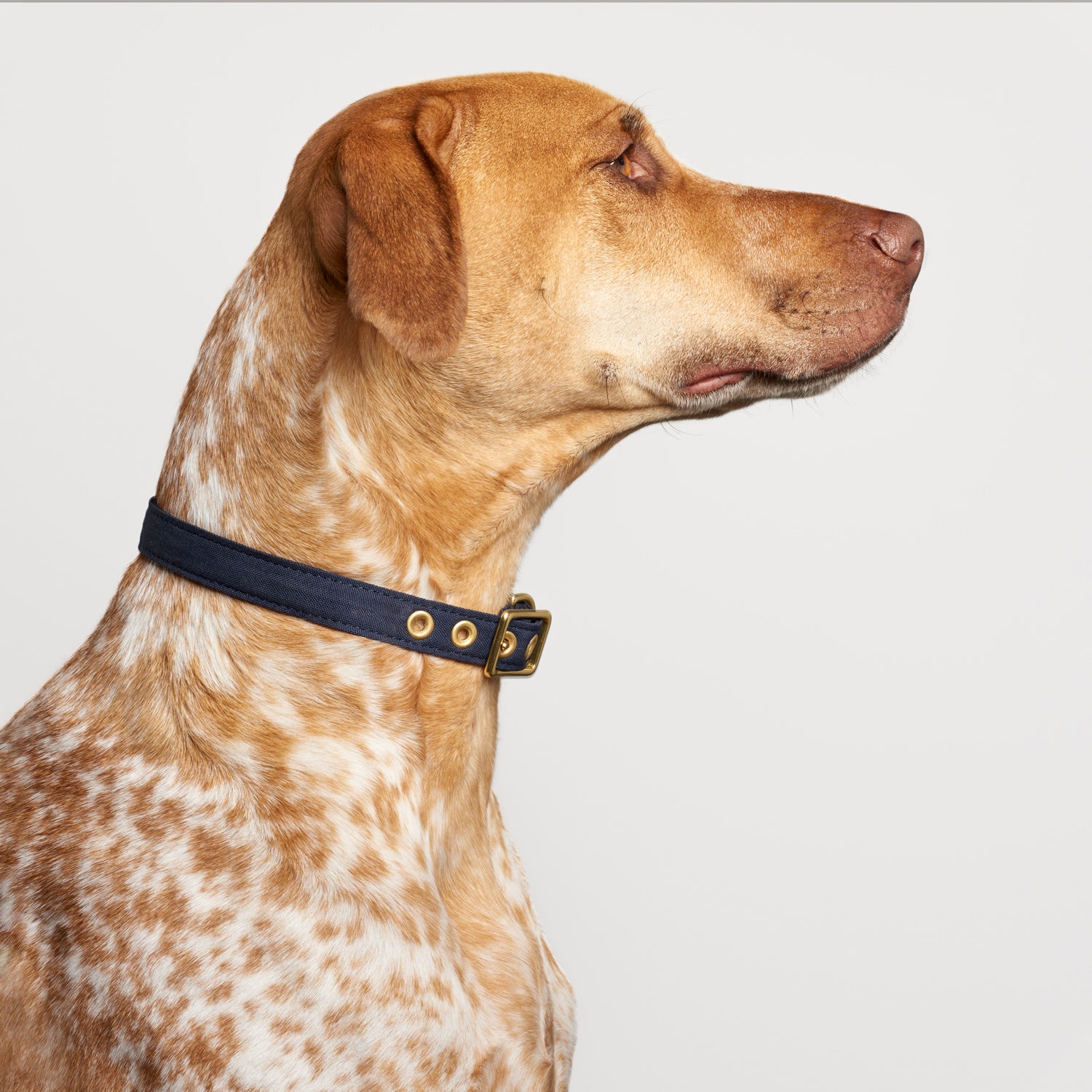 Animals In Charge Recycled Collar - Navy – Bobbie Dogs