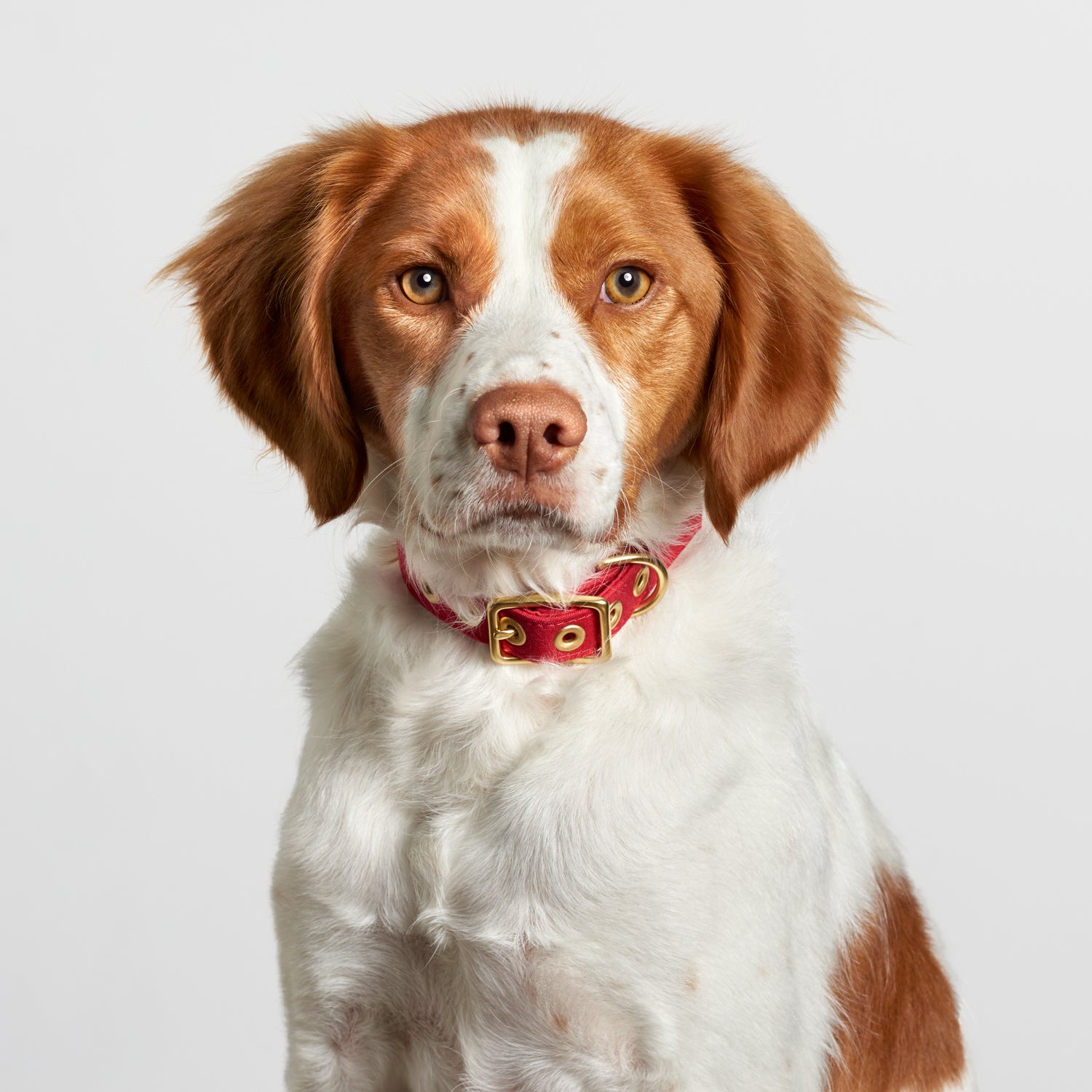 Animals In Charge Recycled Collar - Red – Bobbie Dogs